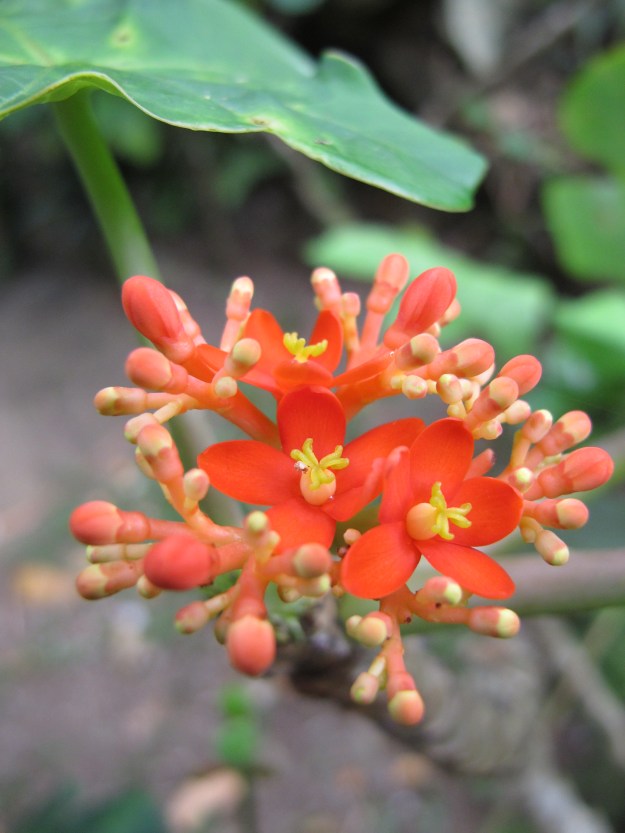 Camiguin: Flora and Fauna In and Around Enigmata Treehouse – Thoughts ...